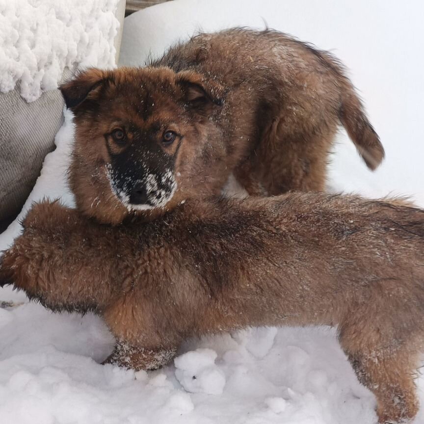 Щенок в добрые руки