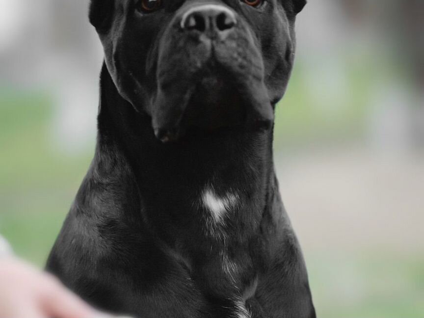 Кане Корсо взрослая