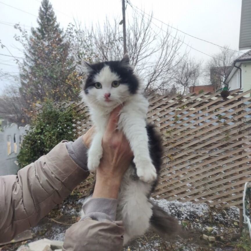 Отдам в добрые руки