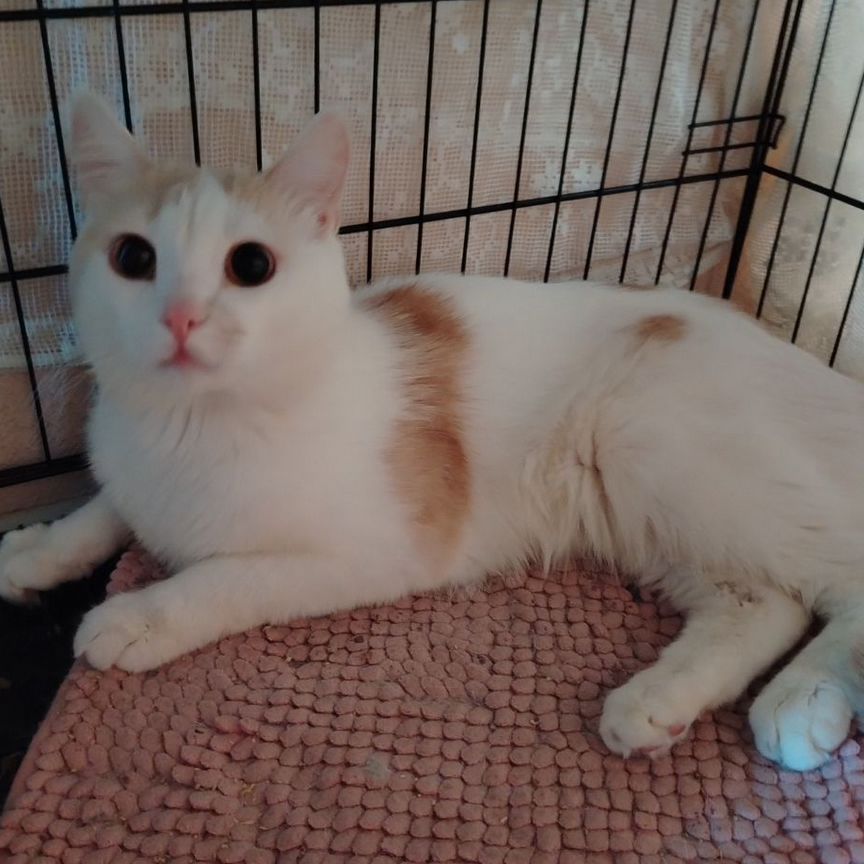 Европейский короткошёрстный котёнок