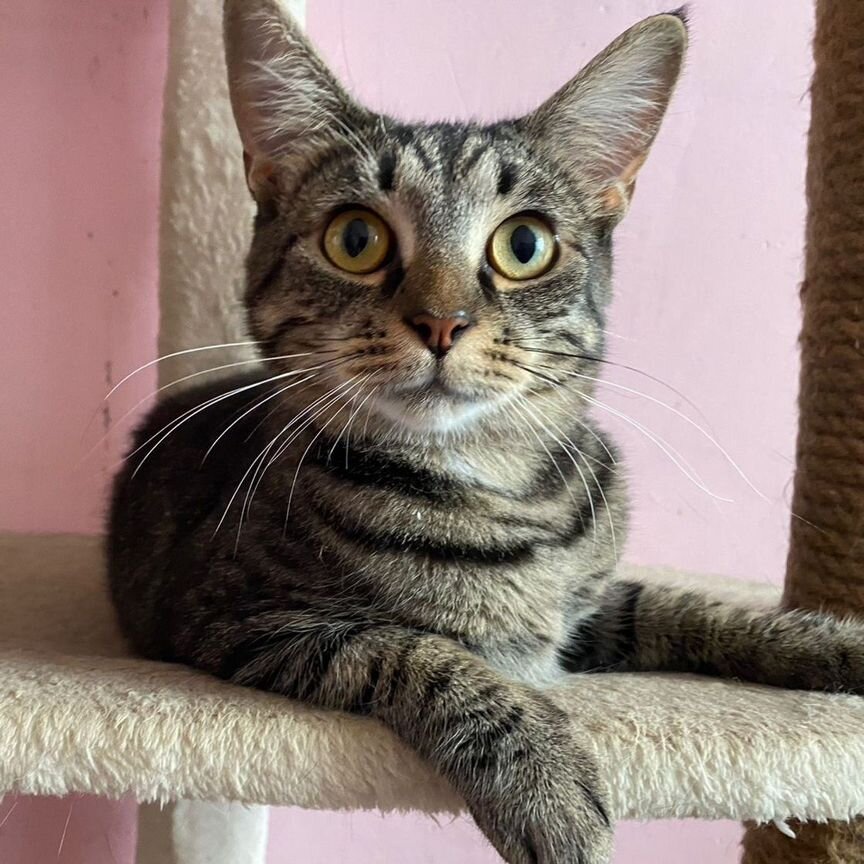 Алиску никто не замечает