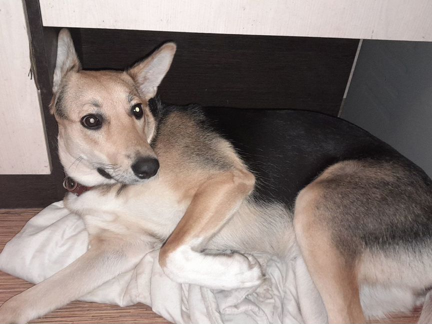 Только В добрые руки