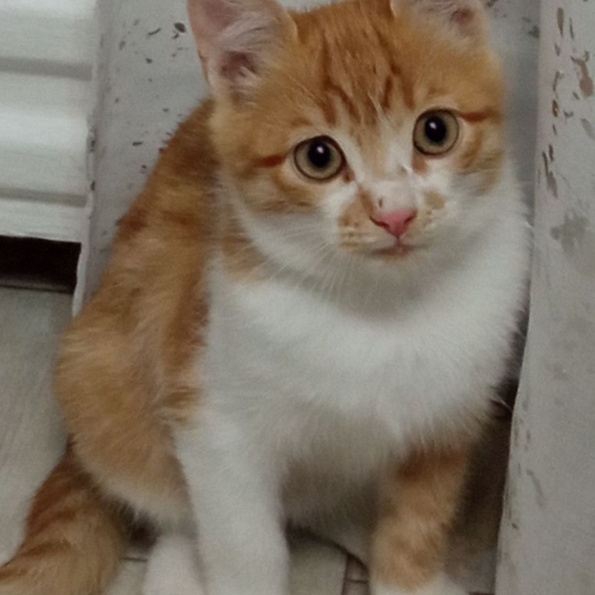Котёнок рыжий, котик