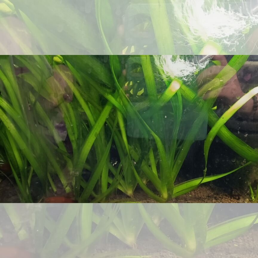 Аквариумные растения