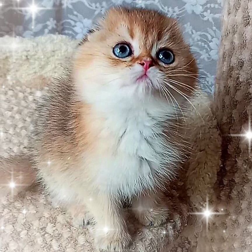 Няшечка