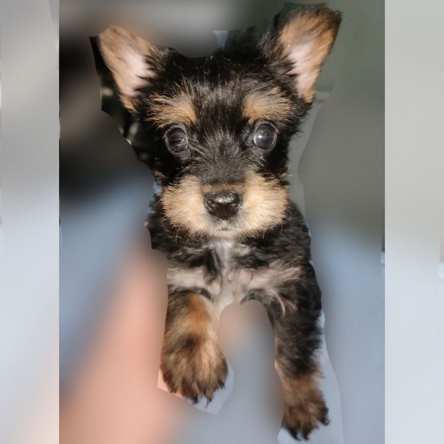 Йоркширский терьер, щенок