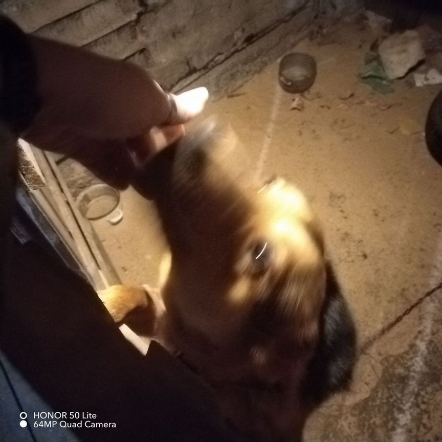 Отдам чистокровного немца