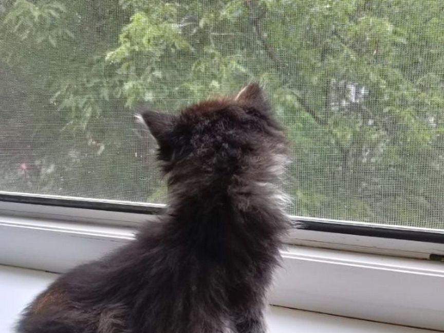 Котята не простые