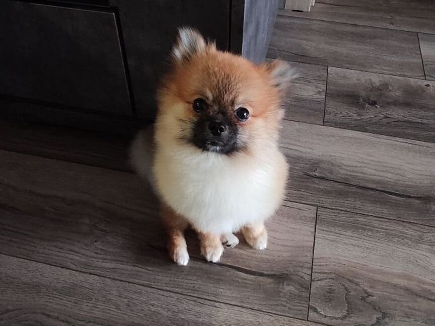 Вязка-кобель