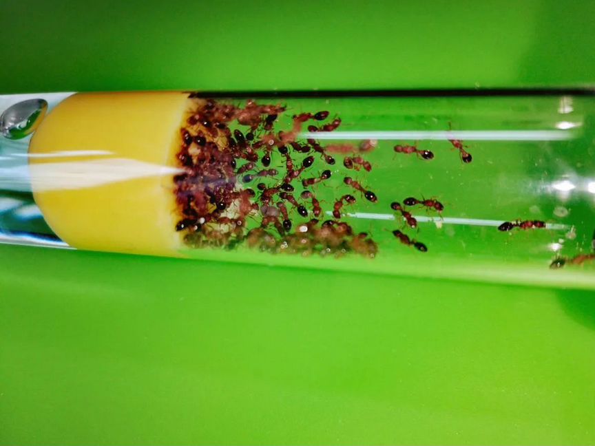 Муравьи Tetramorium bicarinatum