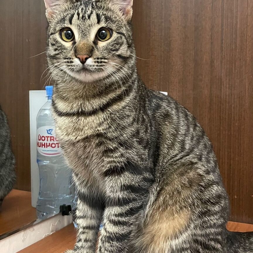 Кошка