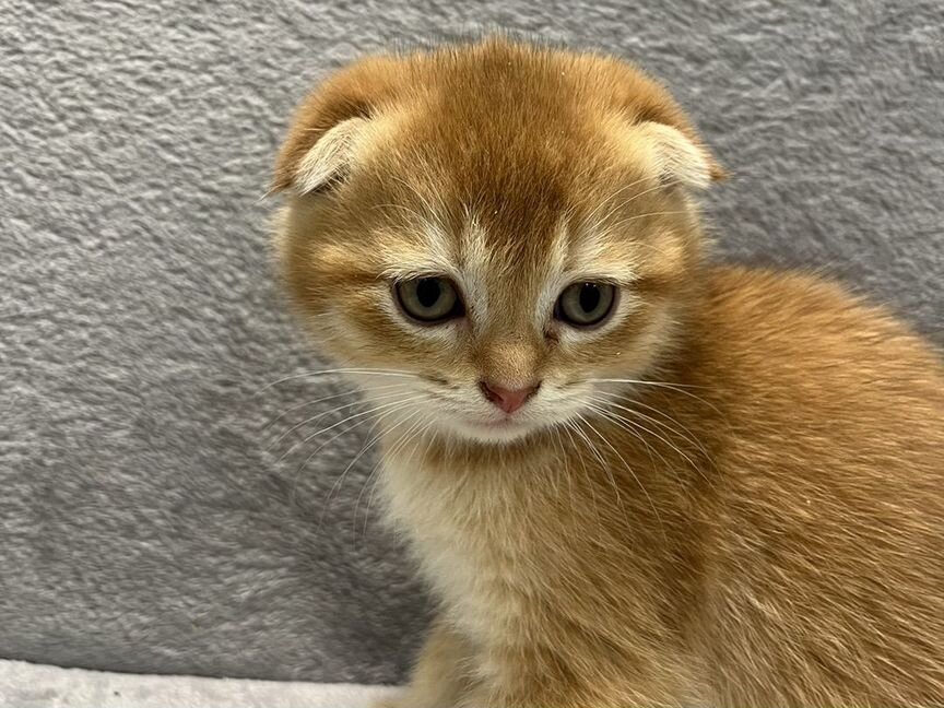 Шотландский вислоухий котёнок золото шиншиллы