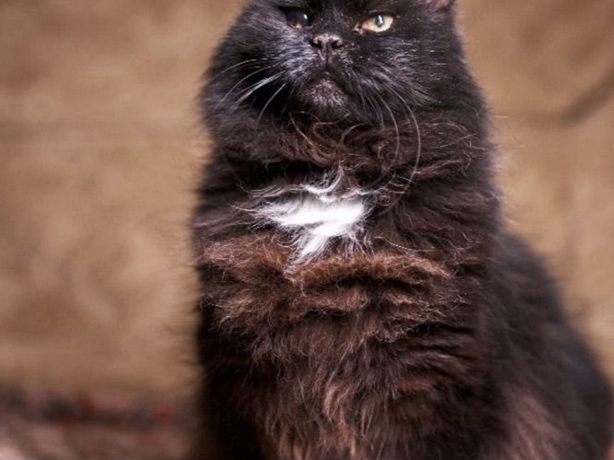 Кошка