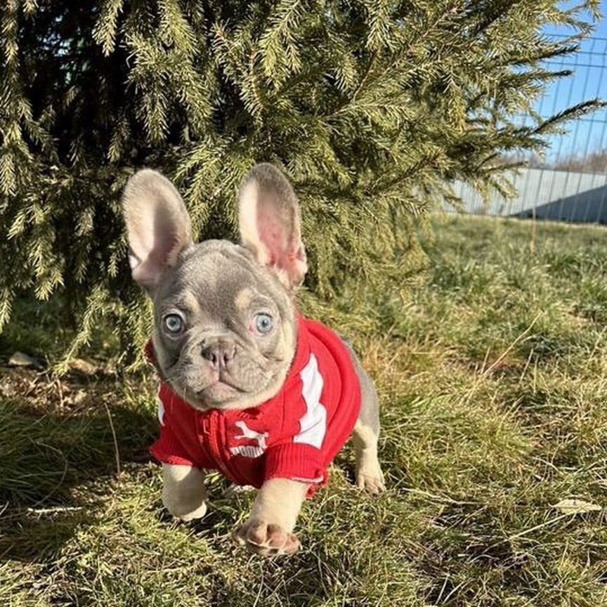 Французский бульдог