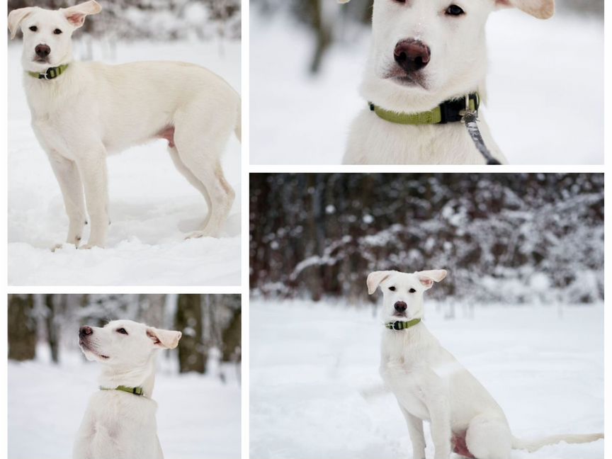 Мальчик 5 мес, добрый, умный, весёлый. Спасён