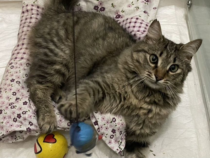 Кошка