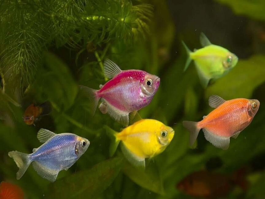 Рыбки тернеции за шт. и сомик