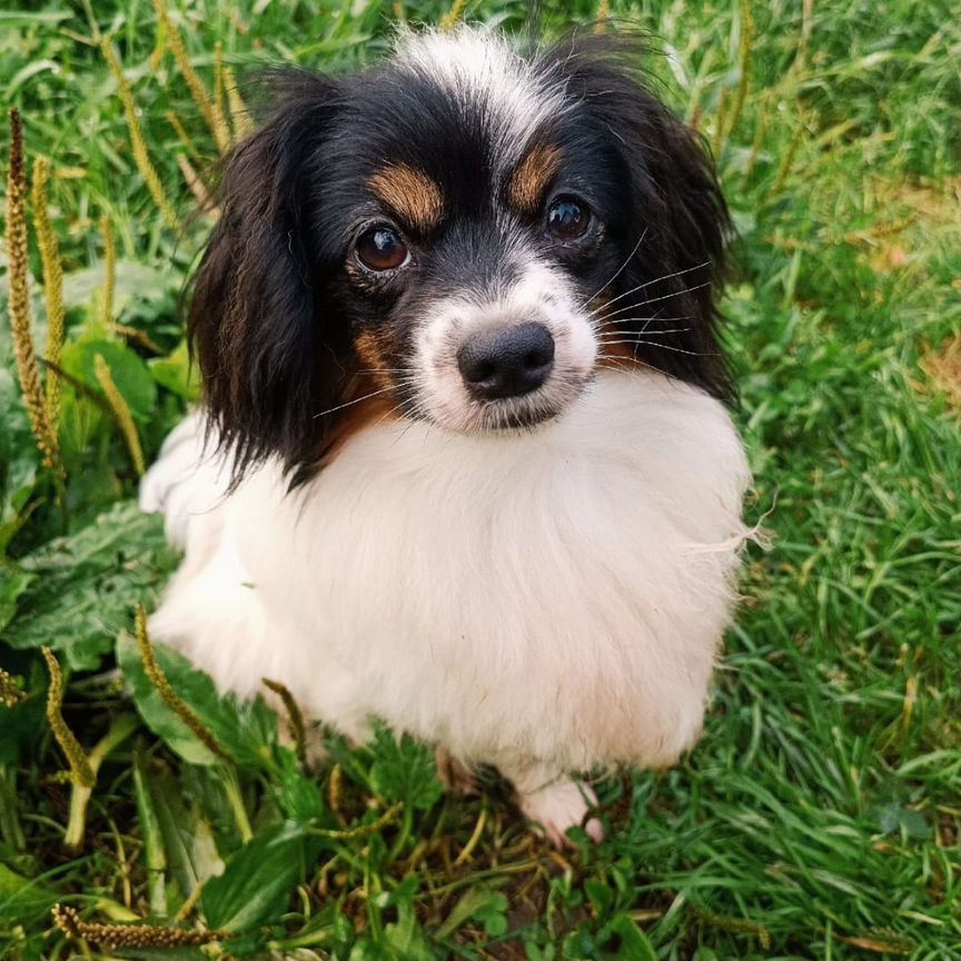 Девочка фален