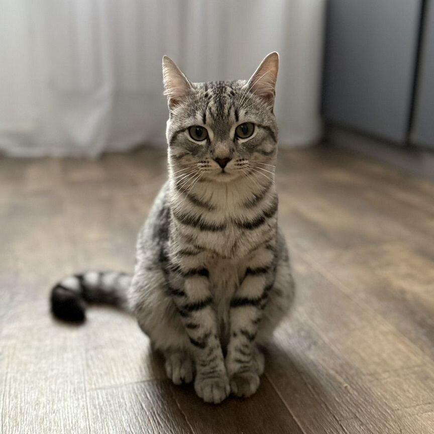 Котик Васька