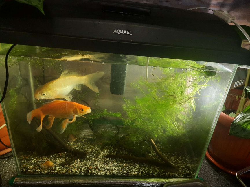 2 Аквариума