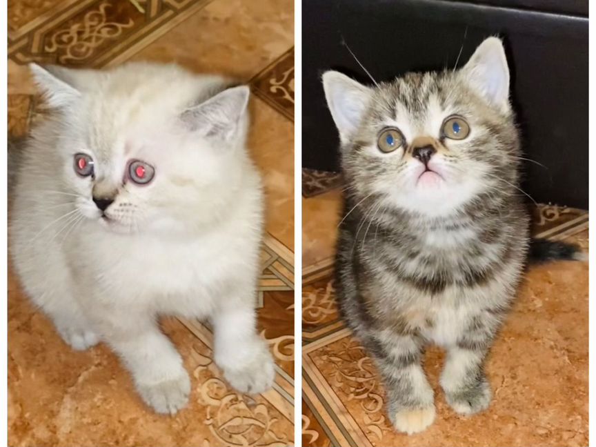 Шикарные шотландские котята