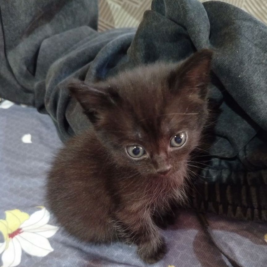 Котёнок в добрые руки