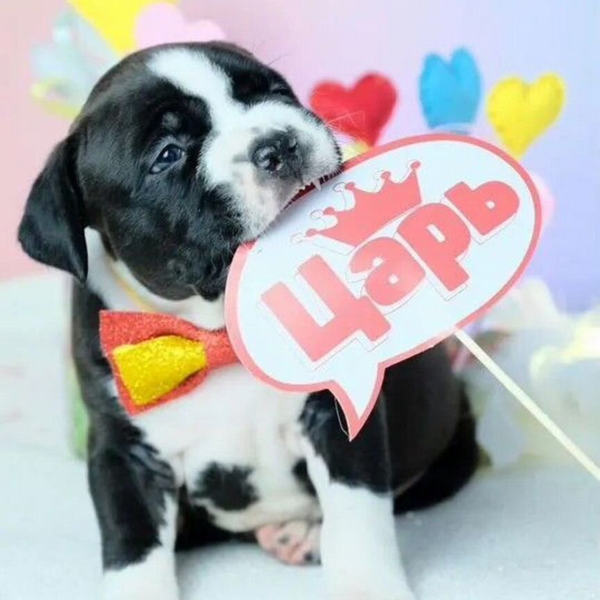 Бомбезный красавчик. Амстафф щенок (1.5 мес )