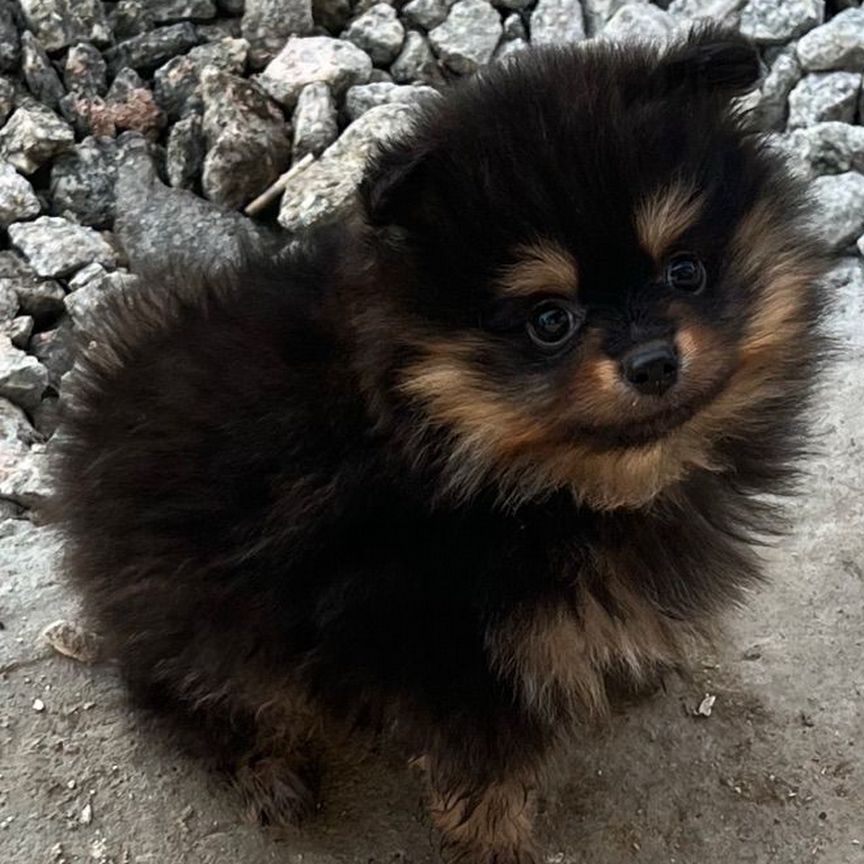 Померанский шпиц, щенок