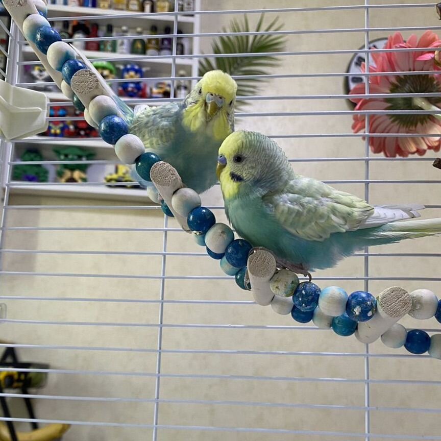 Волнистый попугай пара