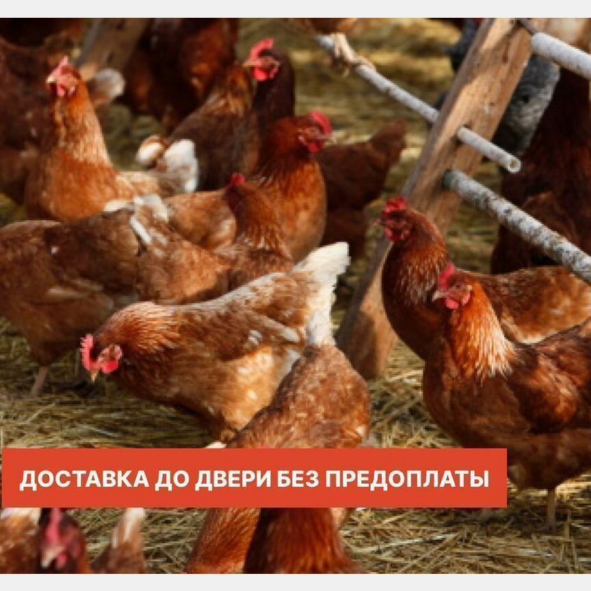 Курочки несушки фермерские молодки