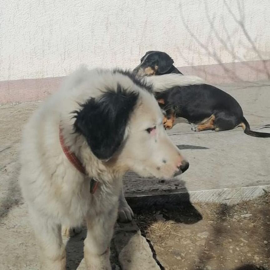 Щенок мальчик
