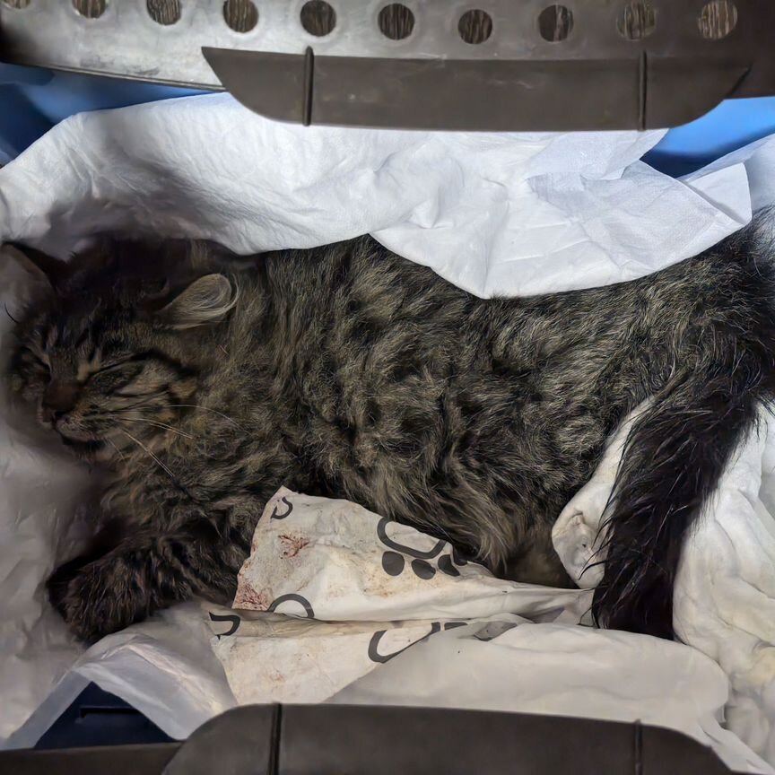 Помощь раненому коту