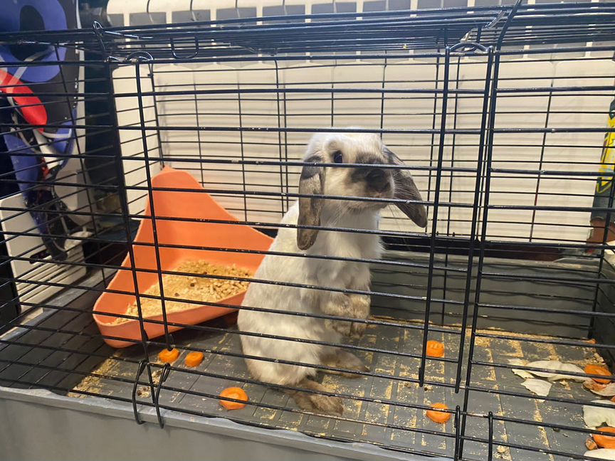 Клетка для грызунов