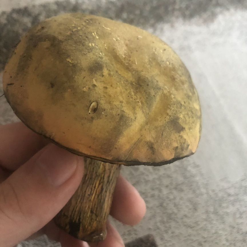 Сено в рулонах