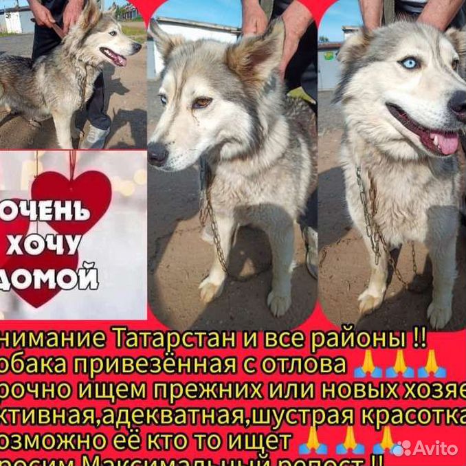 Собаки, спасенные волонтёрами