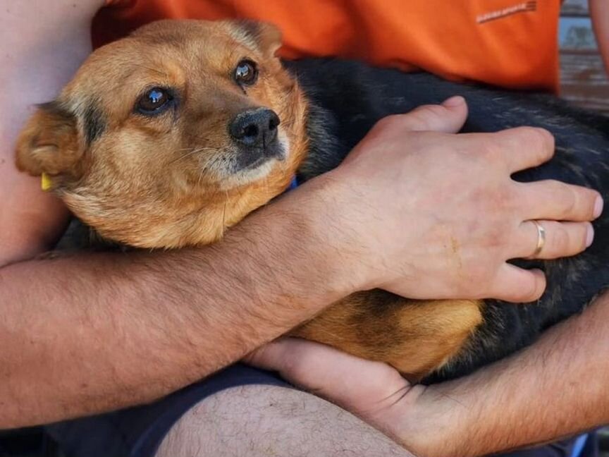 Маленькая собака ищет дом/нужна передержка
