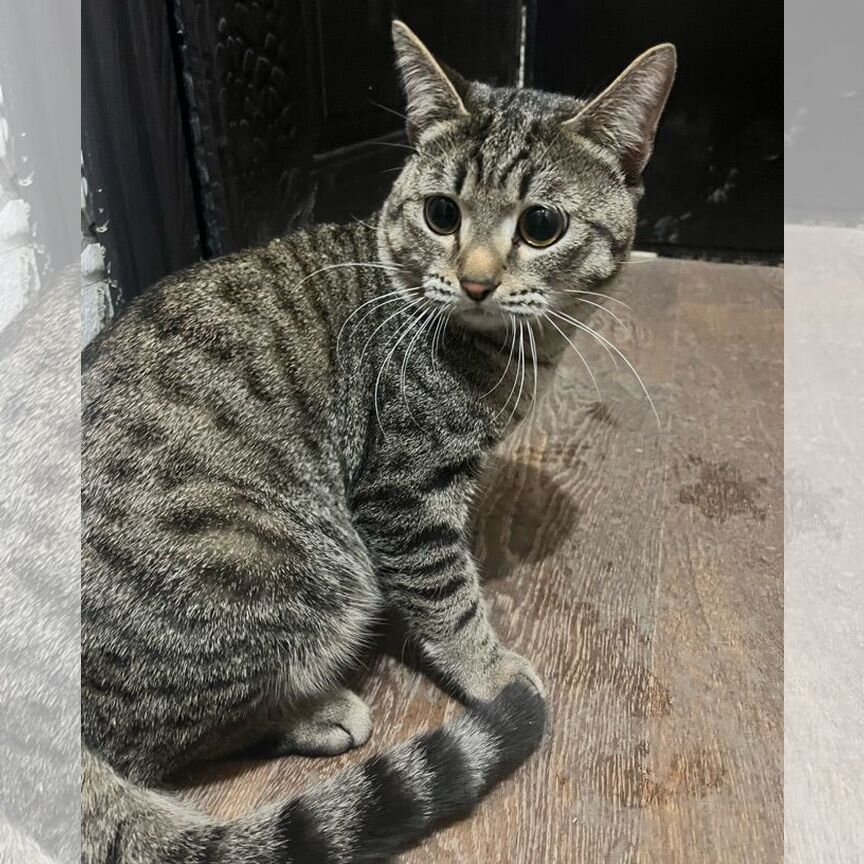 Кот в добрые руки