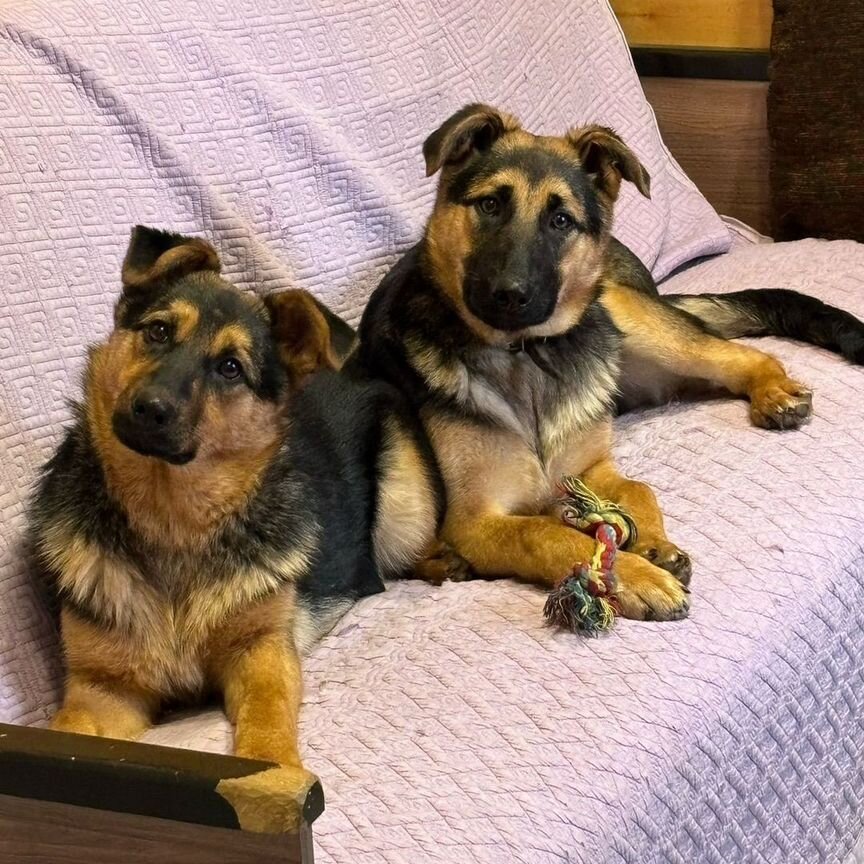 Немецкая овчарка