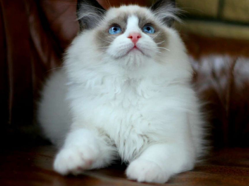 Кот Регдолл шоу класс