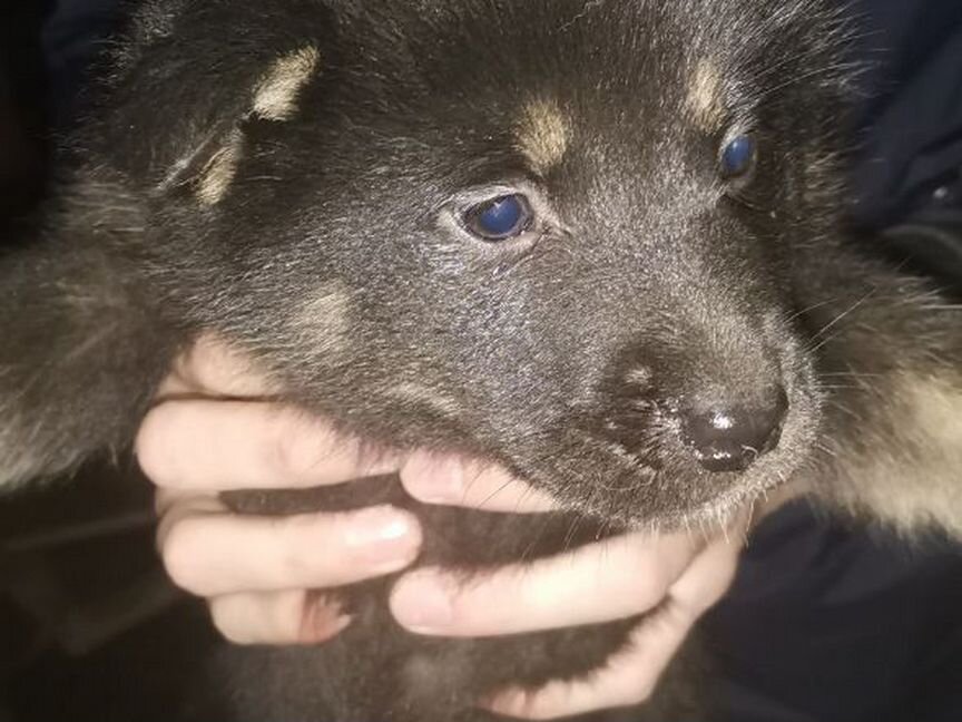 Щенки маламута