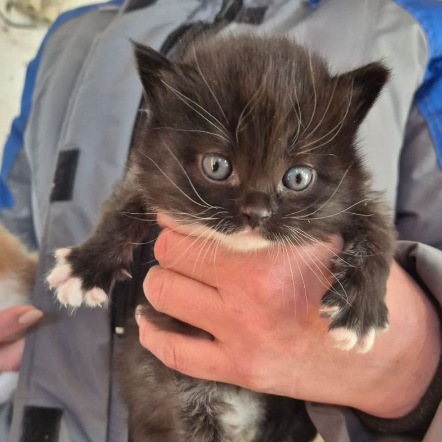 Котёнок в добрые руки
