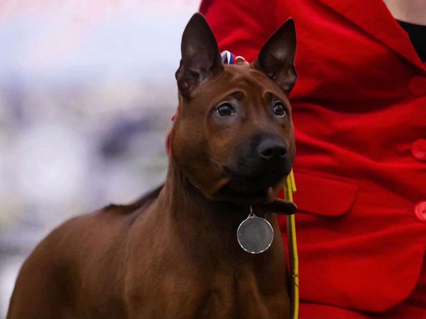 Тайский риджбек