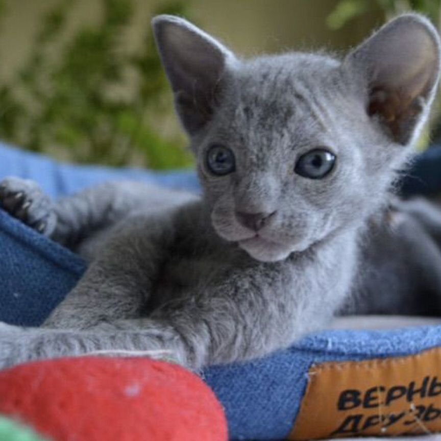 Котёнок от частного владельца