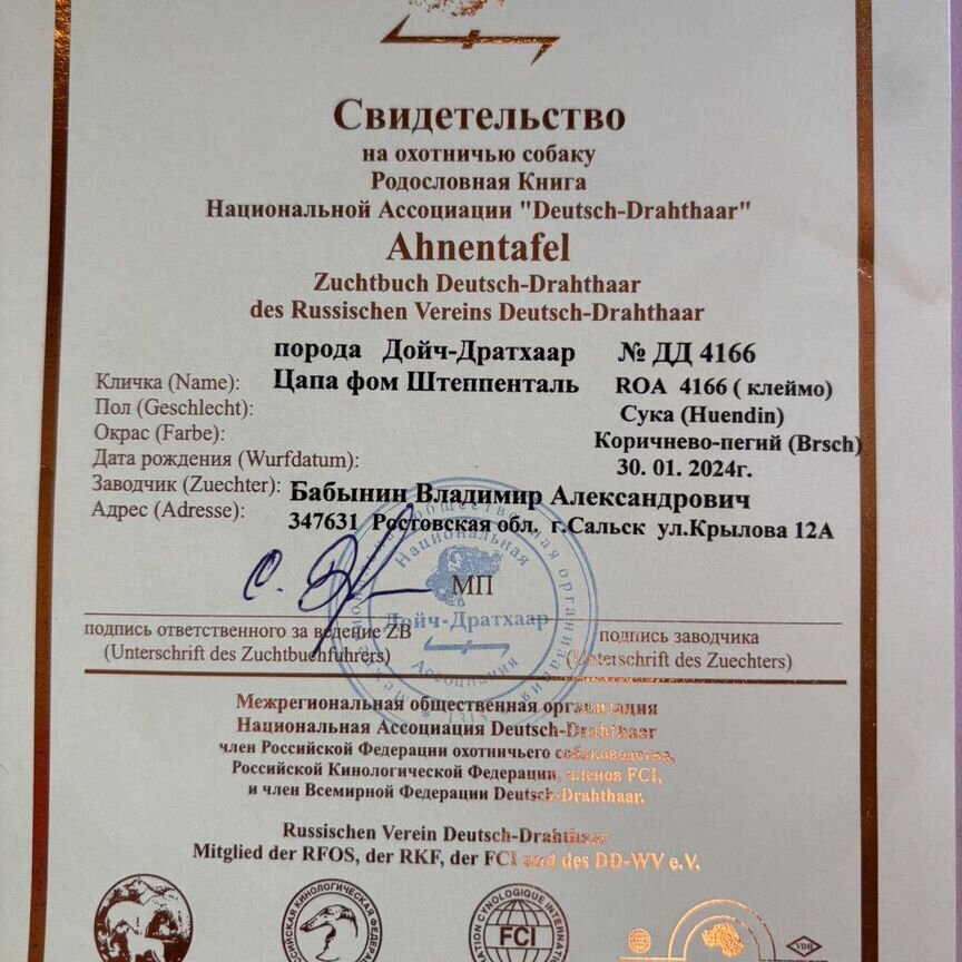 Продам подготовленную суку дратхаар