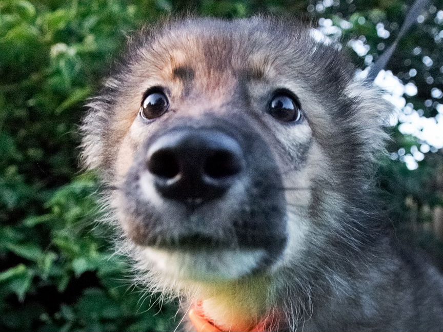 Щенок в добрые руки, Байкал