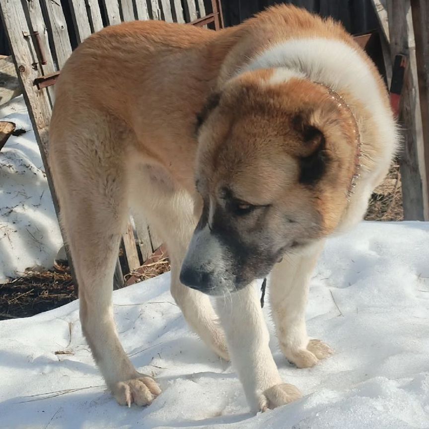 Взрослая собака в добрые руки