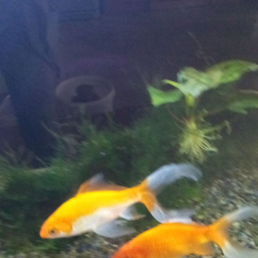 Продам рыбок