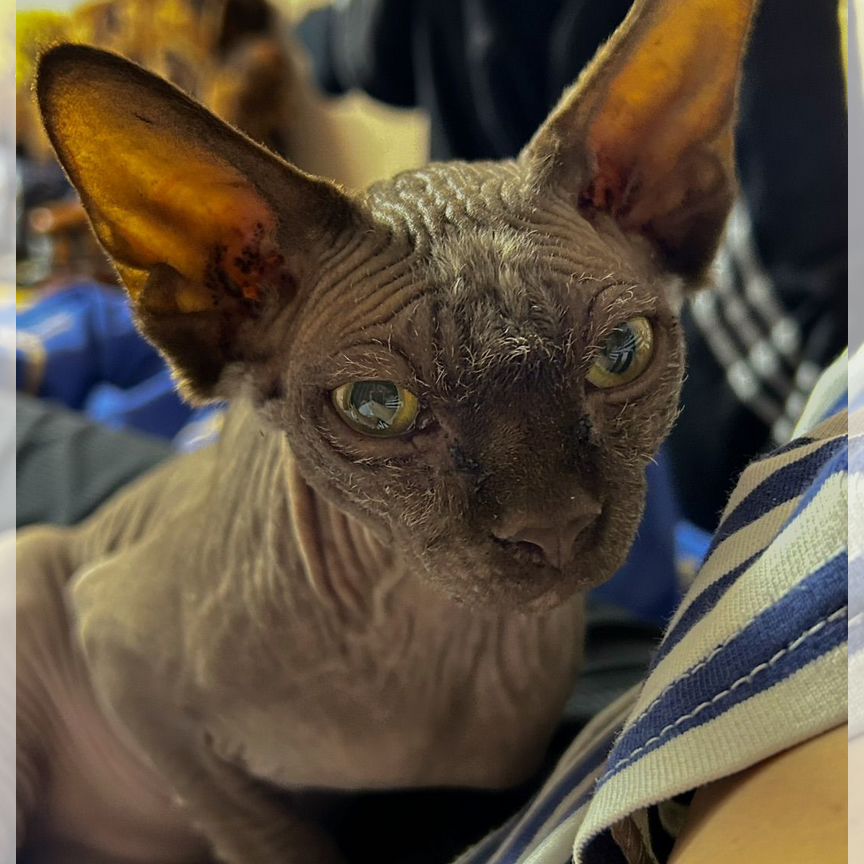 Канадский сфинкс