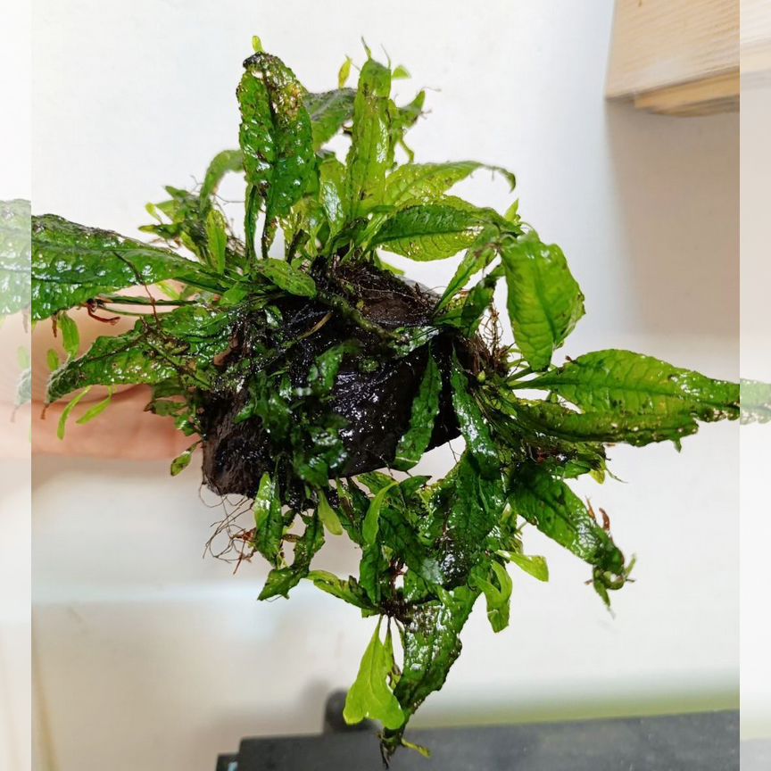 Аквариум.Папоротник таиландский