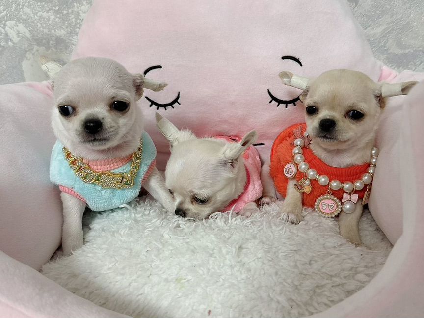 Чихуахуа девочки кремовые